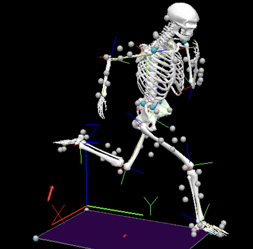 Research - Comparative Neuromechanics Lab